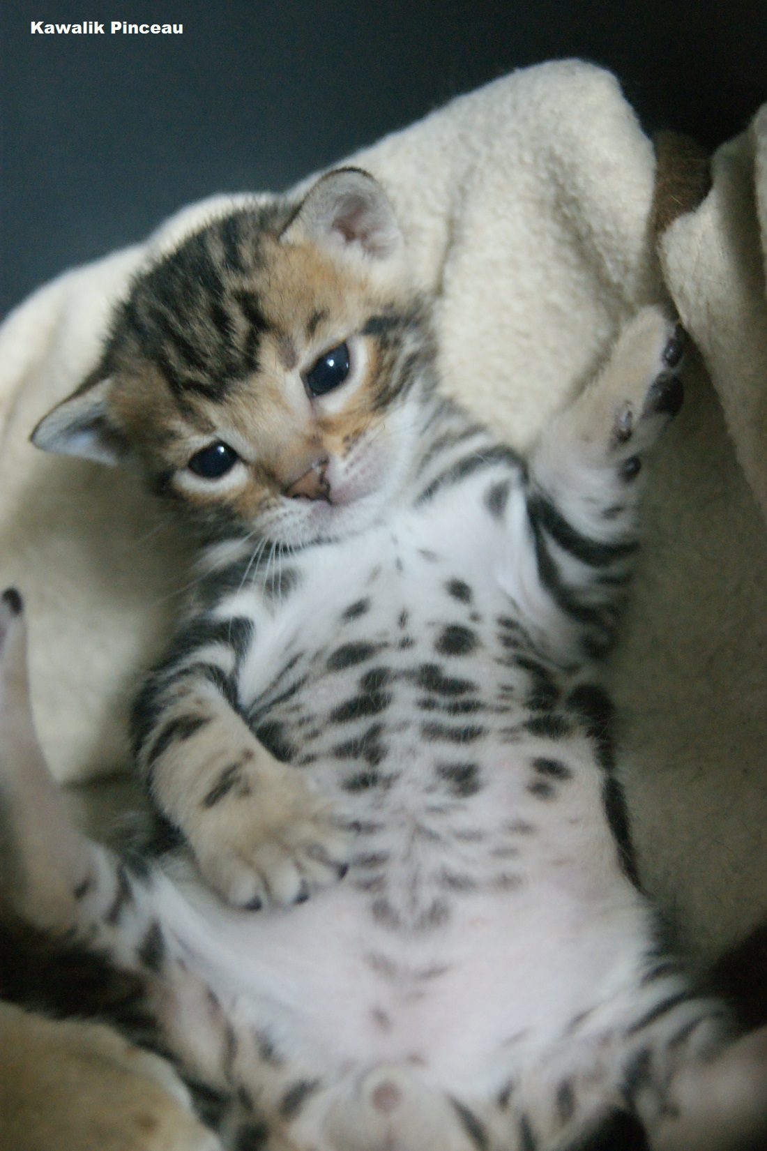 elevage chat bengal, KAWALIK BENGAL